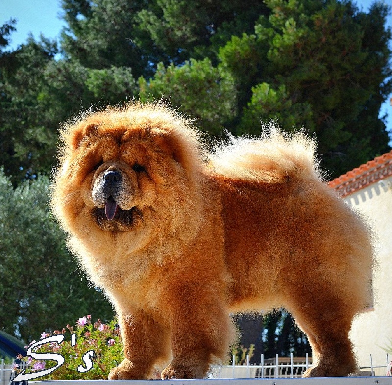 Chien Chow Chow Smoothies Just a goodie to ria (aston)