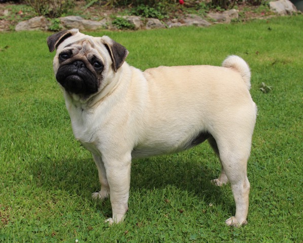 Chien Carlin Indiana Du Val De Capsil