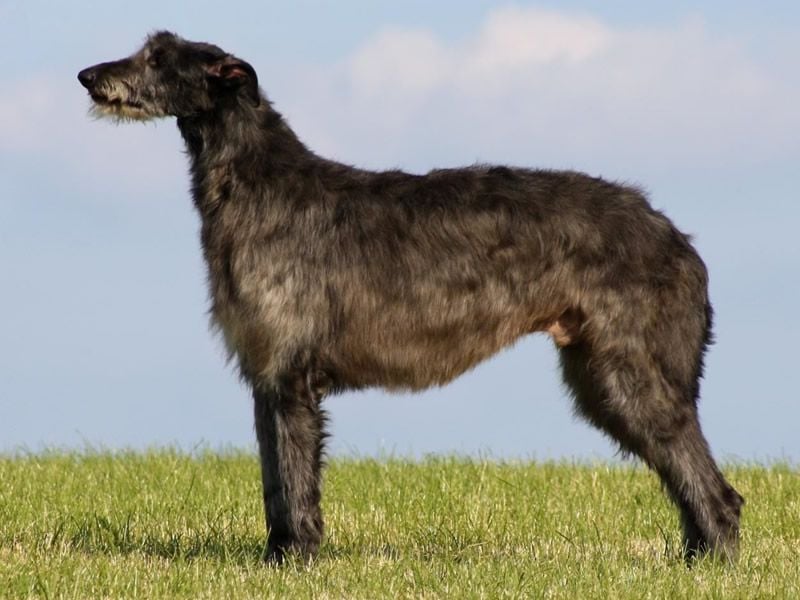 Chiot - Antonius Vertragus Scottish Deerhounds - Elevage de Lévriers ...