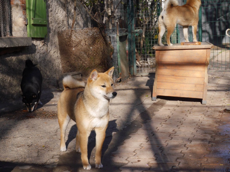Chien Shiba Isa Des Roses De Charlemagne