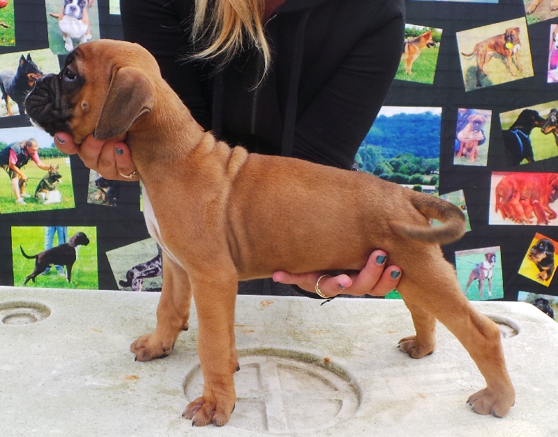 Chien Boxer Larry Des loups du coin de la fontaine