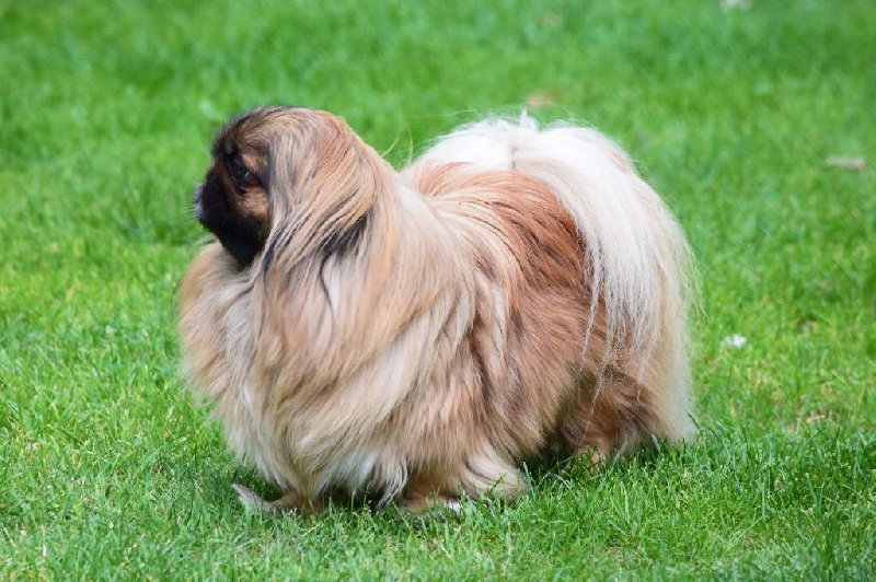 Chien Pekinois Chi chi baronessa Vom Kaiser-Palais