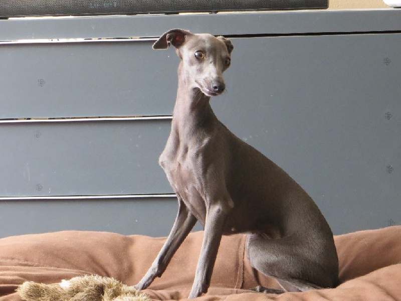 Chien Petit Levrier Italien Juliette du domaine de Chanteloup