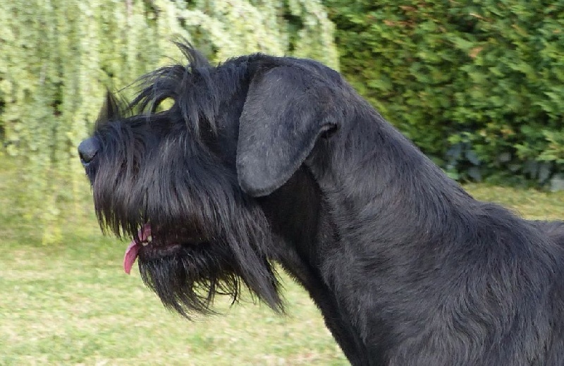 Chien Schnauzer Geant Julia des écuries de Barou