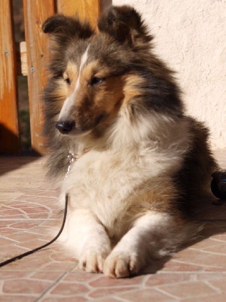 Chien Shetland Sheepdog Image blonde des Jardins de Becky