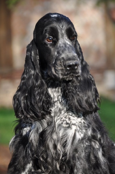 Chien Cocker Spaniel Anglais Sunset D'hell L'ange bleue