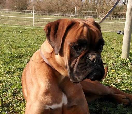 Chien Boxer Jeep cherokee de l'air salin