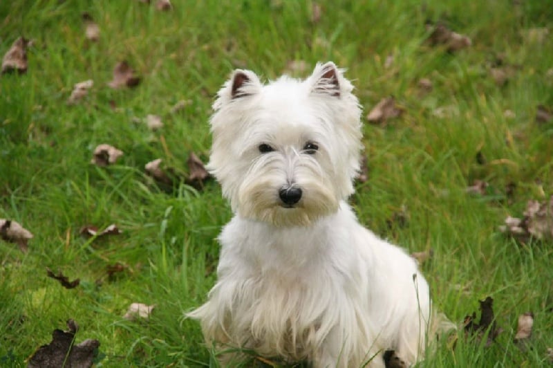 Chien West Highland White Terrier Javotte du fief Saint Theau