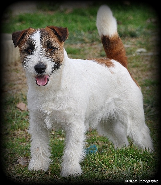 Chien Jack Russell Terrier Life diamond of Malan's Rock