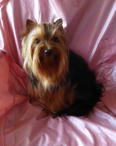 Chien Yorkshire Terrier Jessie-girl des Brumes de Rhodanie