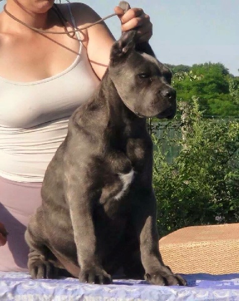 Chien Cane Corso Romeo di casa pretorian