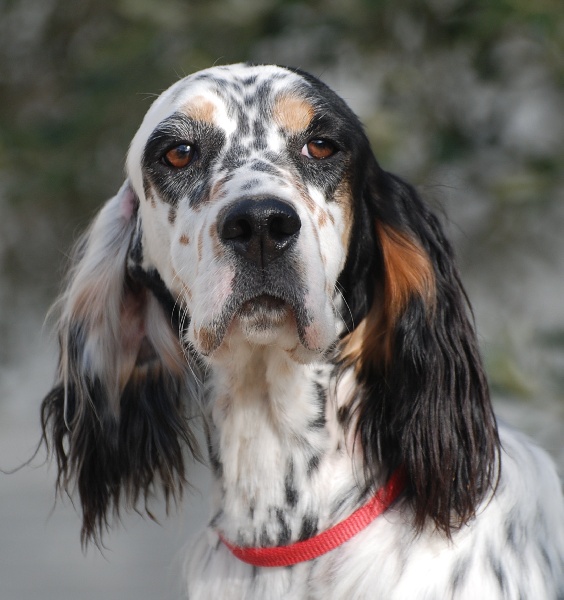 Chien Setter Anglais Livia du fief de la Garenne