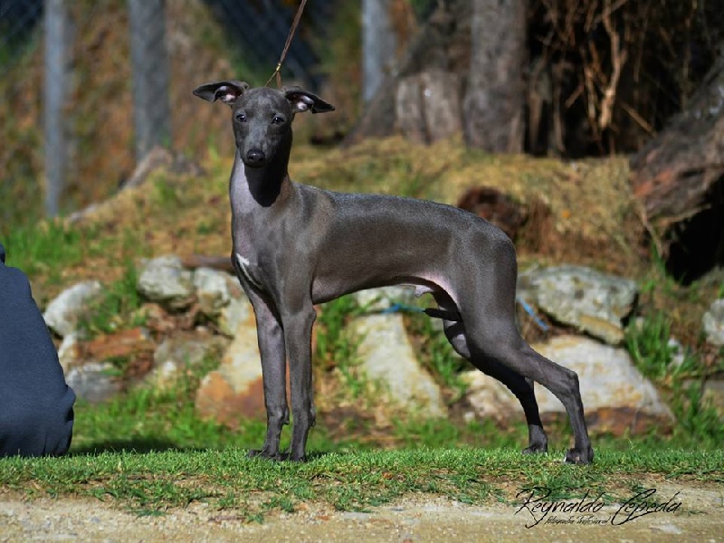 Chien Petit Levrier Italien de la casa borromeo's Guatapuri