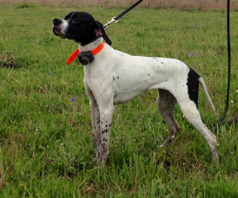 Chien Pointer Lady de Capagut