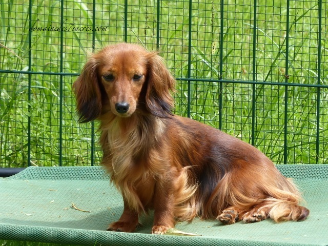 Accueil - Elevage Des Sept Sacres - eleveur de chiens Teckel poil long