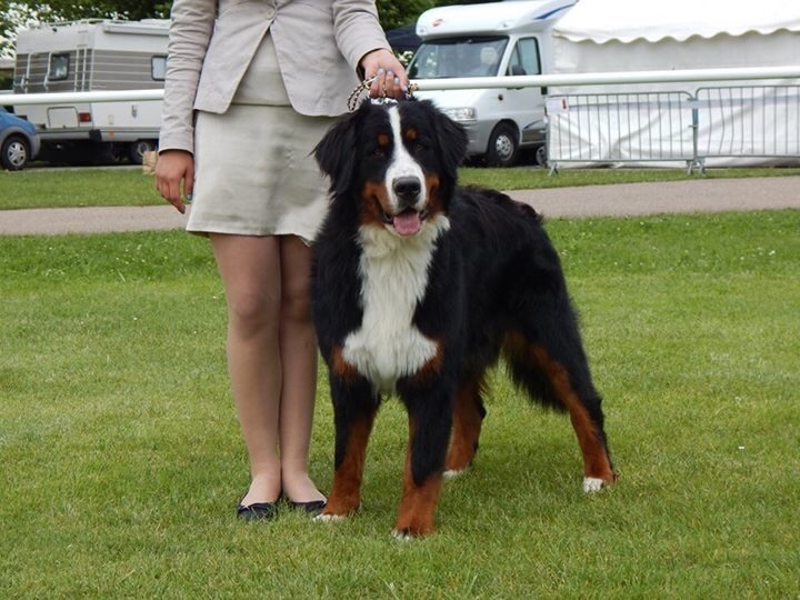 Chien Bouvier Bernois Loo miss du Mas des Quatres Fers