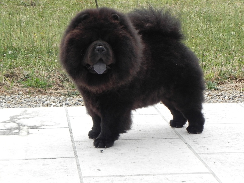Chien Chow Chow CH. Logan's Chow's de mong ha