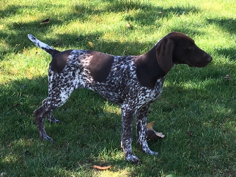 Chien Braque allemand à poil court Candy magnum hunter