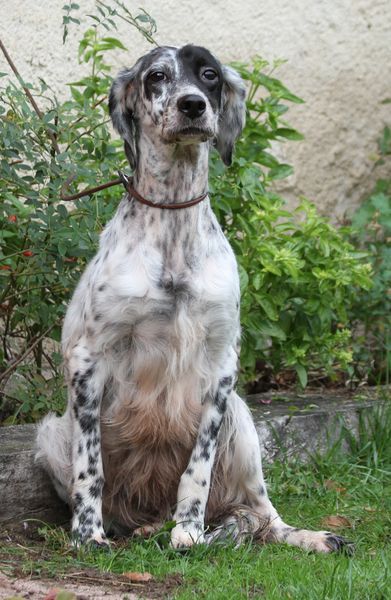 Chien Setter Anglais Estelle de Roc Mignon