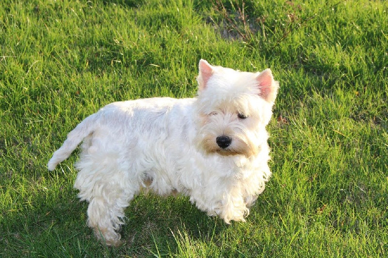 Chien West Highland White Terrier Ice cream du Domaine de Souvigny