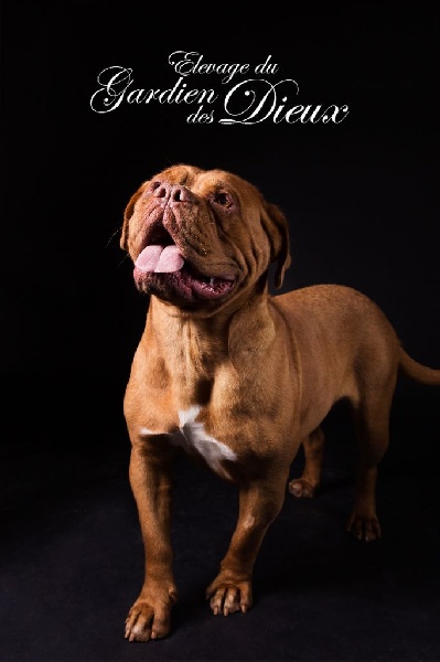 Chien Dogue de Bordeaux Lollipop des molosses des chênes d'argent