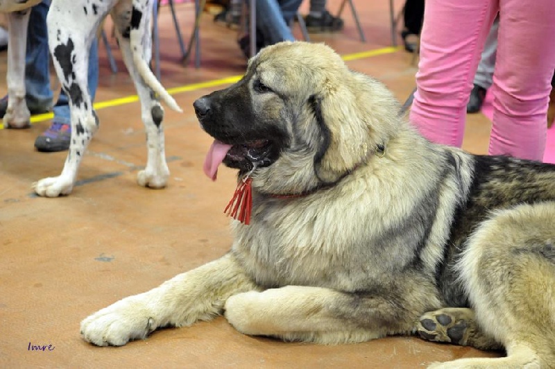 Accueil - Elevage Du temple du lion - eleveur de chiens Berger du Caucase