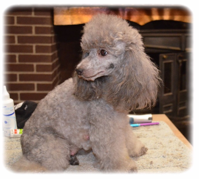 Chien Caniche Illona silver Del rey rakashi