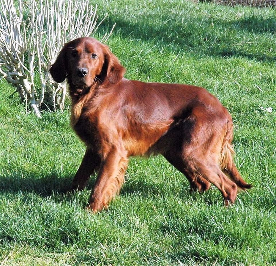 Chiot - Elevage Du Val De Ronceveaux - eleveur de chiens Setter ...