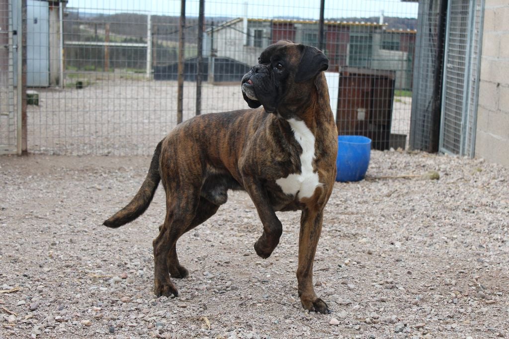 Chien Boxer Gitan du Château de Montmort