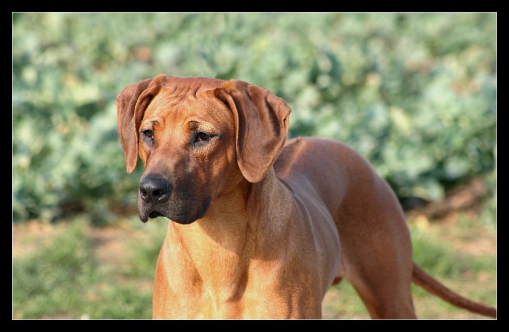 Chien Rhodesian Ridgeback Masonga du Royaume de l'Espina