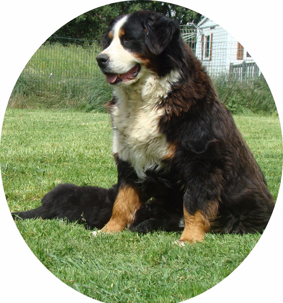 Chien Bouvier Bernois Galbani De la clairère aux cerfs