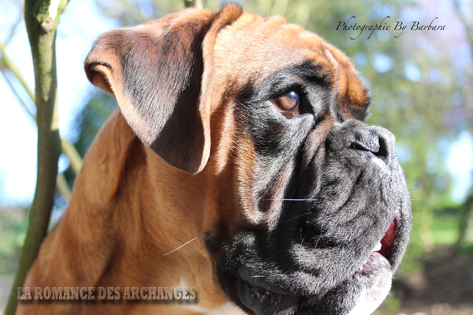 Chien Boxer Mister marcel du Clos du Périgord Pourpre