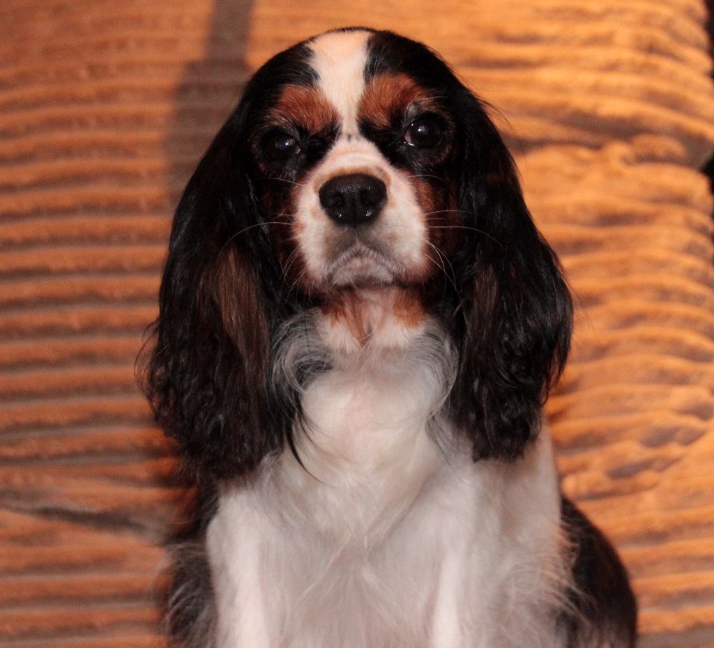 Chien Cavalier King Charles Spaniel Gulia du clan des gladiateurs