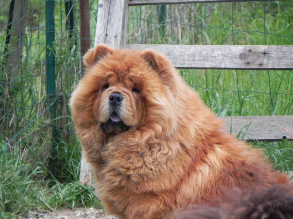 Chien Chow Chow Hawaï du lee-dou des thitounes