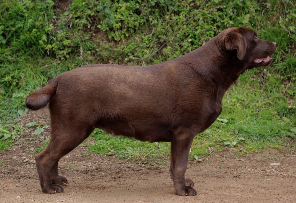 Chien Labrador Retriever Lunch Des terres sacrees