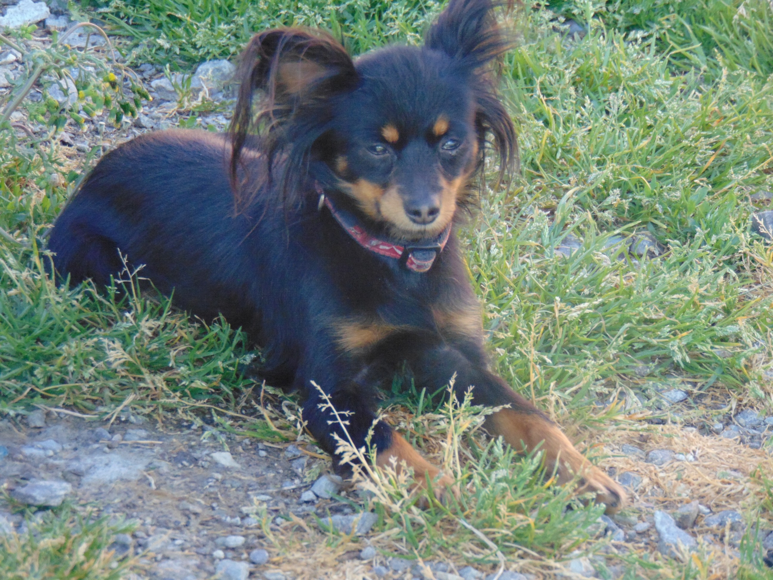 Chien Russkiy Toy (Petit Chien Russe) Javotte de la Générade