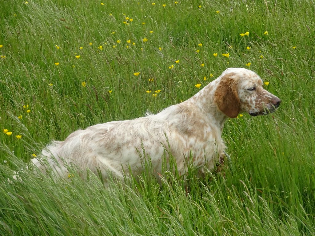 Chien Setter Anglais Myrthe Des Belles D'Antan