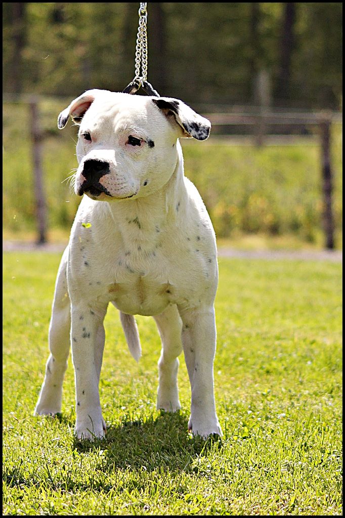 Chien Staffordshire Bull Terrier Staffordiamond's My happy white king