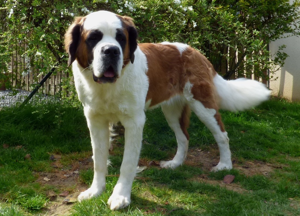 Chien Chien du Saint-Bernard Licia Des Montagnes Ensablées