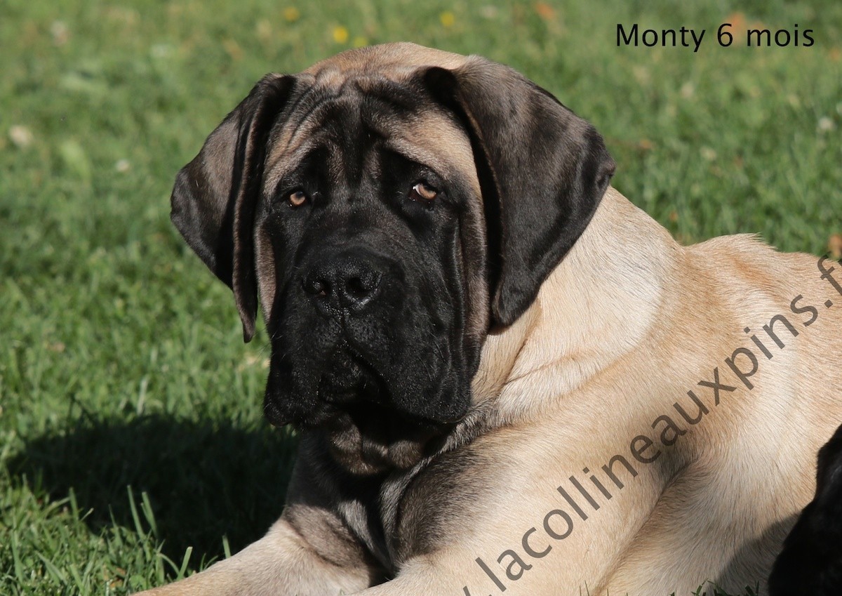 Chien Mastiff Monty De La Colline Aux Pins d'Or