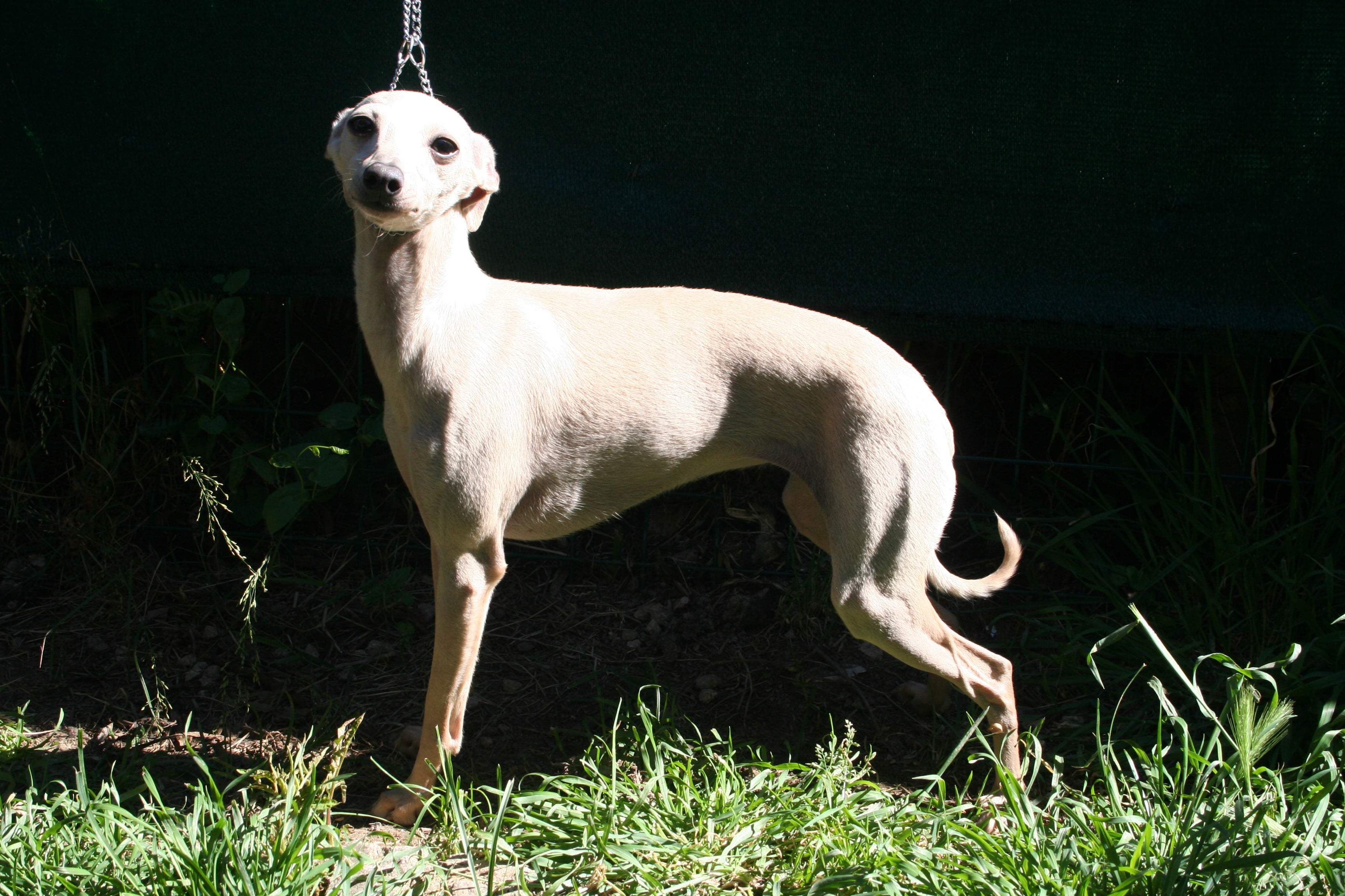 Chien - Elevage Christian Capolo - eleveur de chiens Petit Levrier Italien