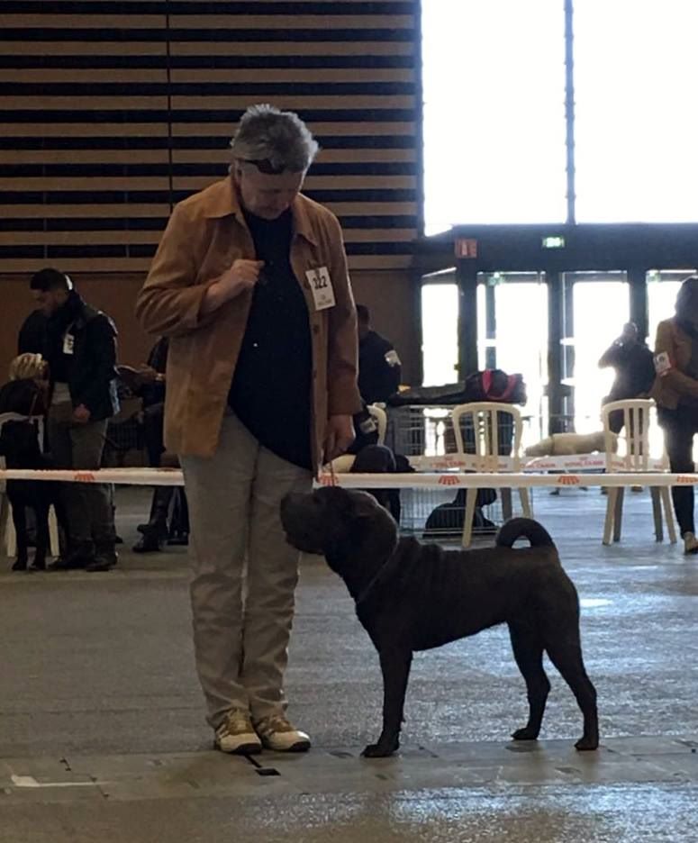 Chien Shar Pei kain's golden pei Alice in wonder land