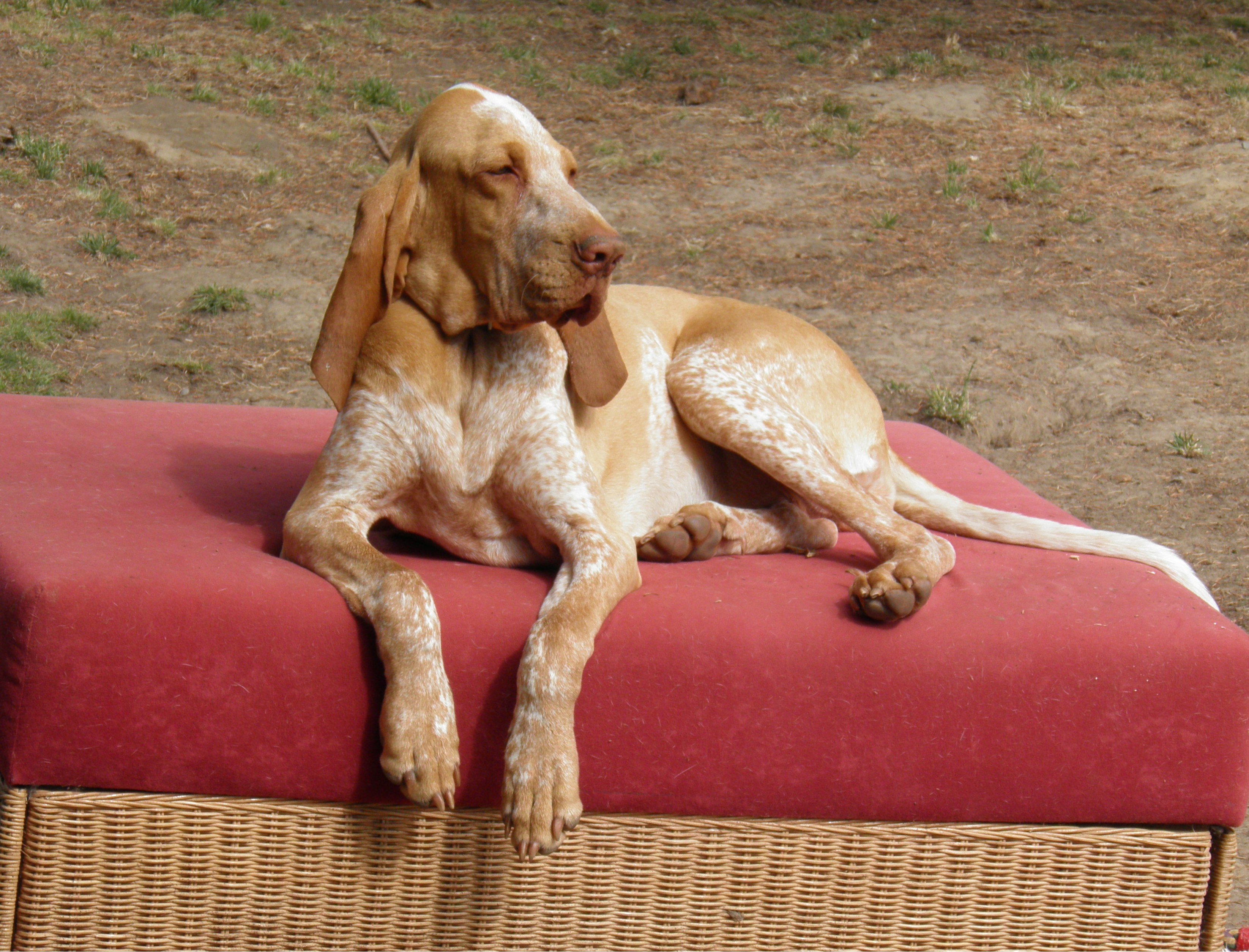 Chien Braque Italien Rosemarie Titre Initial