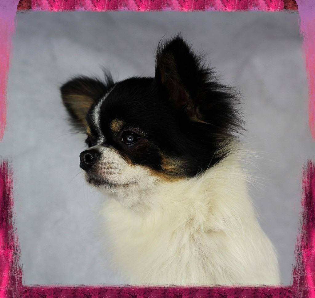 Chien Chihuahua playful rich Marissa tomey