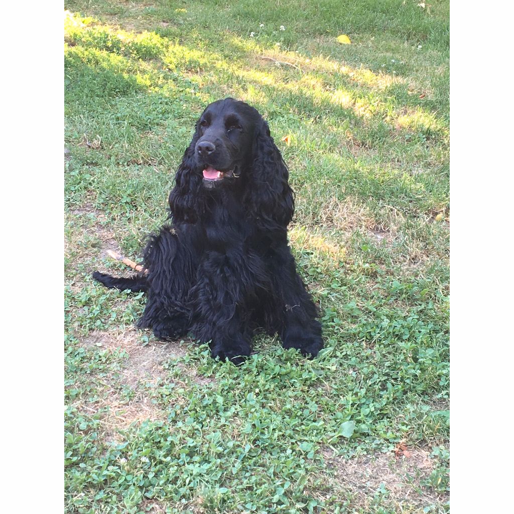 Chien Cocker Spaniel Anglais Sunset D'hell Mystic silver