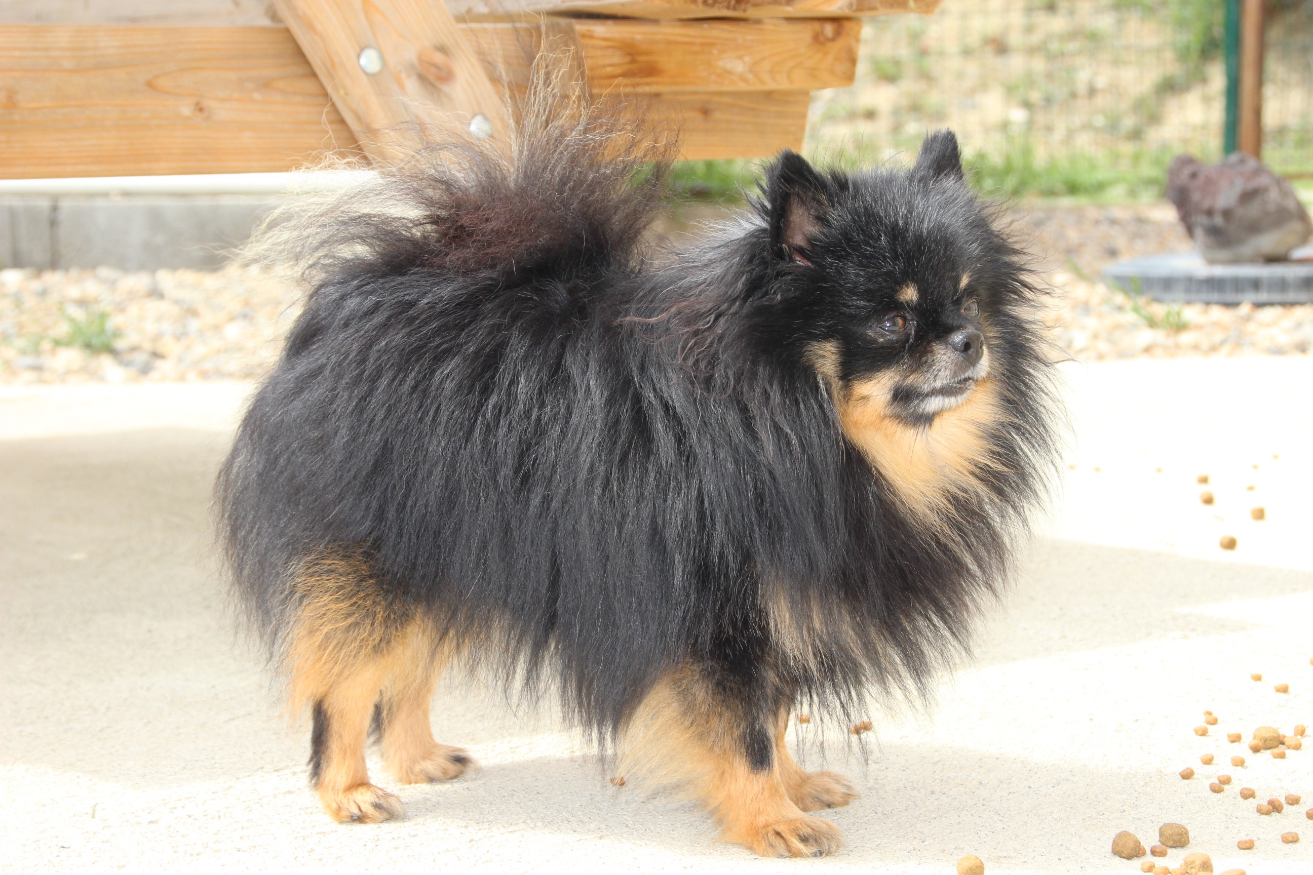 Chien Spitz allemand Super black jack iz tvoey mechty
