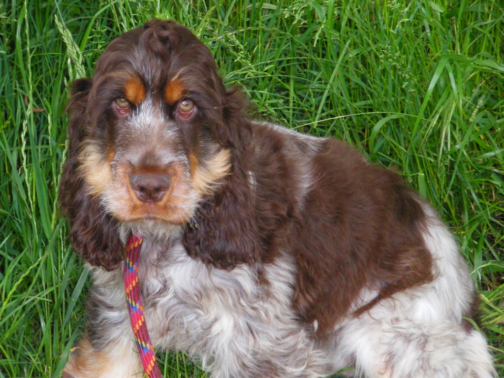 Chien Cocker Spaniel Anglais Jaîka Du Domaine De Mafleurio