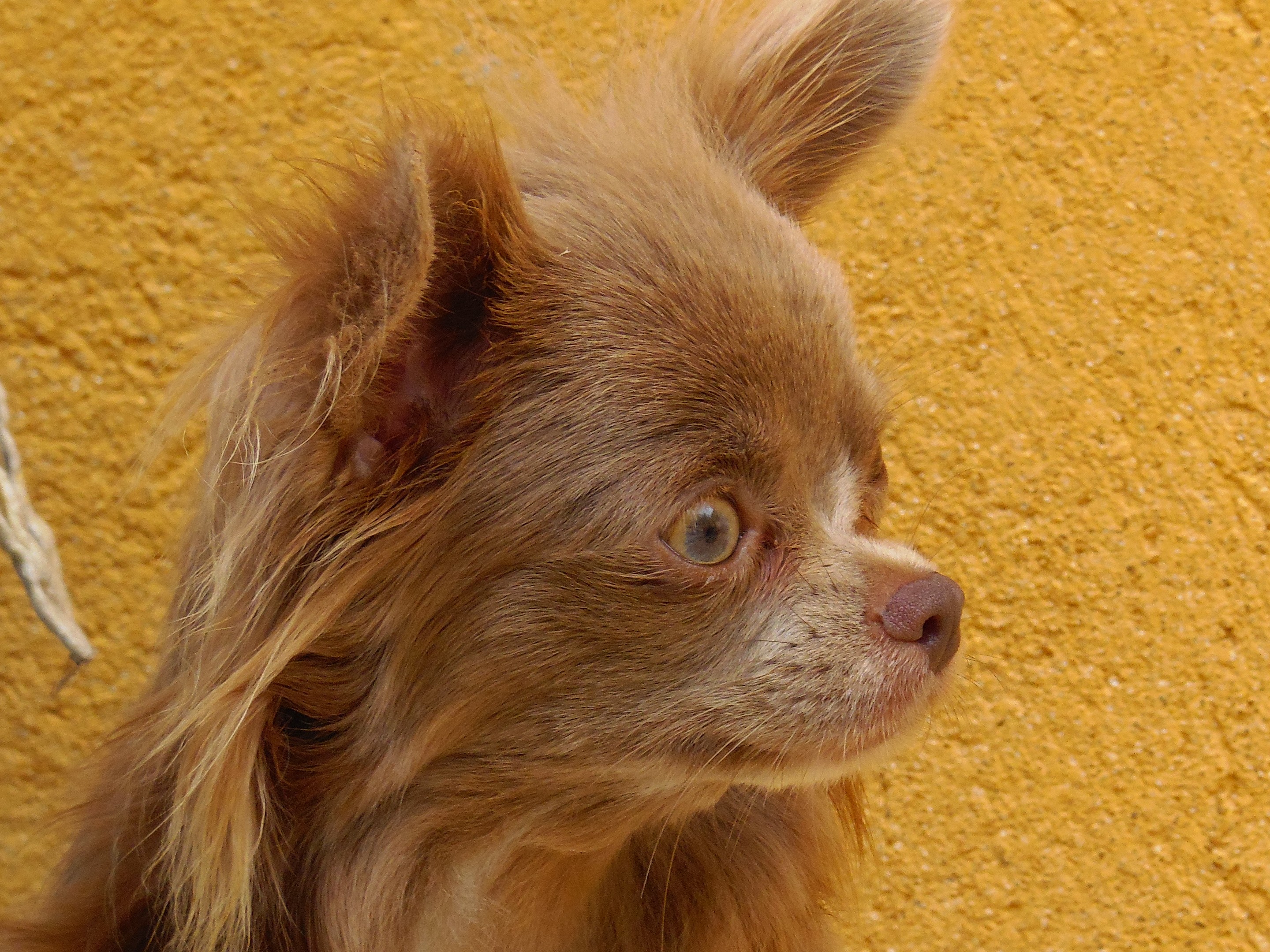 Chien Chihuahua Lou Crozia Maria