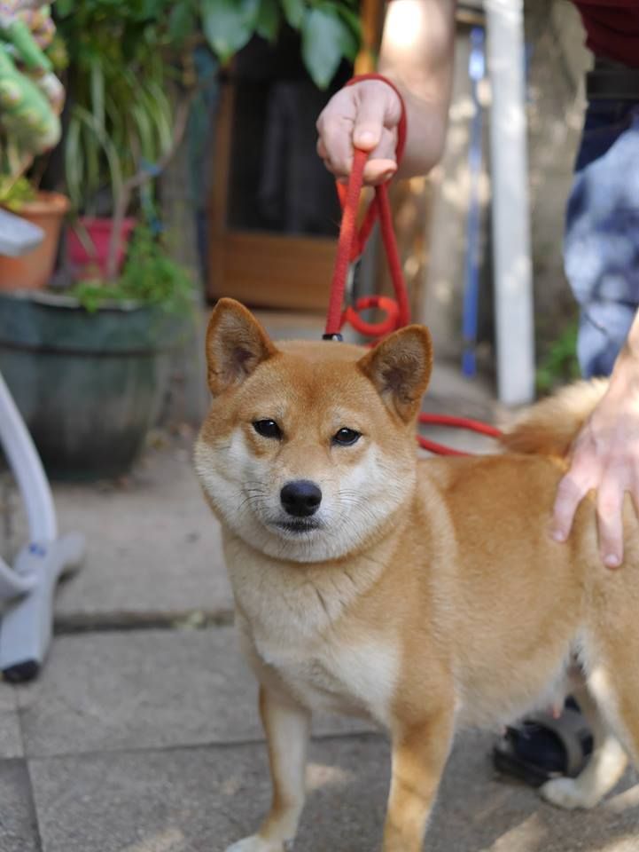 Chien Shiba Janette Des Roses De Charlemagne