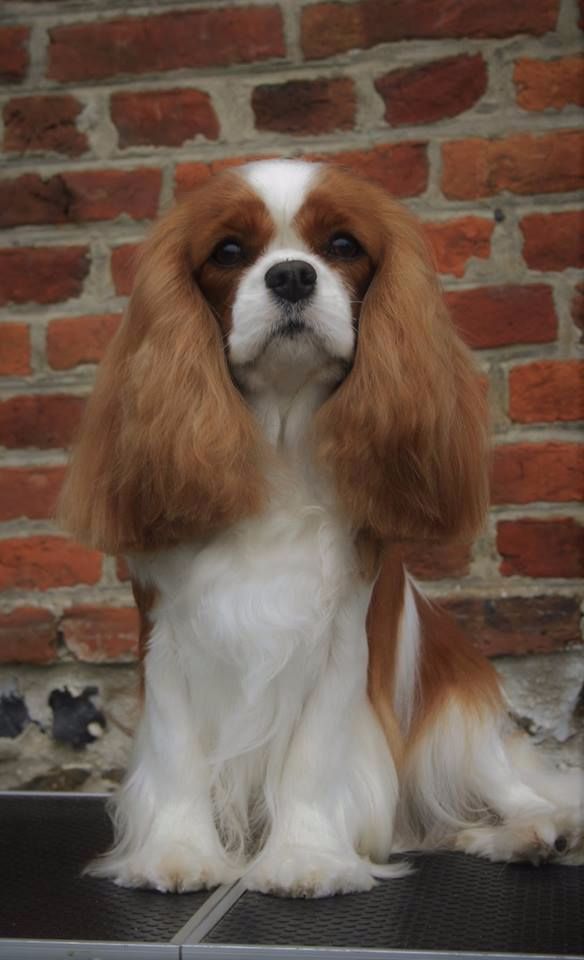 Chien Cavalier King Charles Spaniel Lee loo Of lovely valley